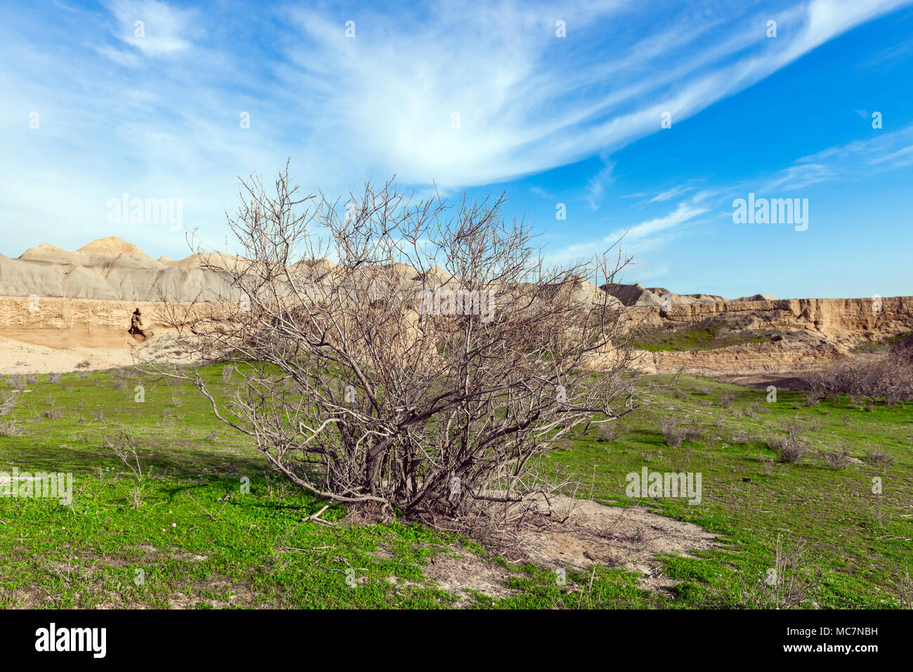 Dry bush hi-res stock photography and images - Alamy