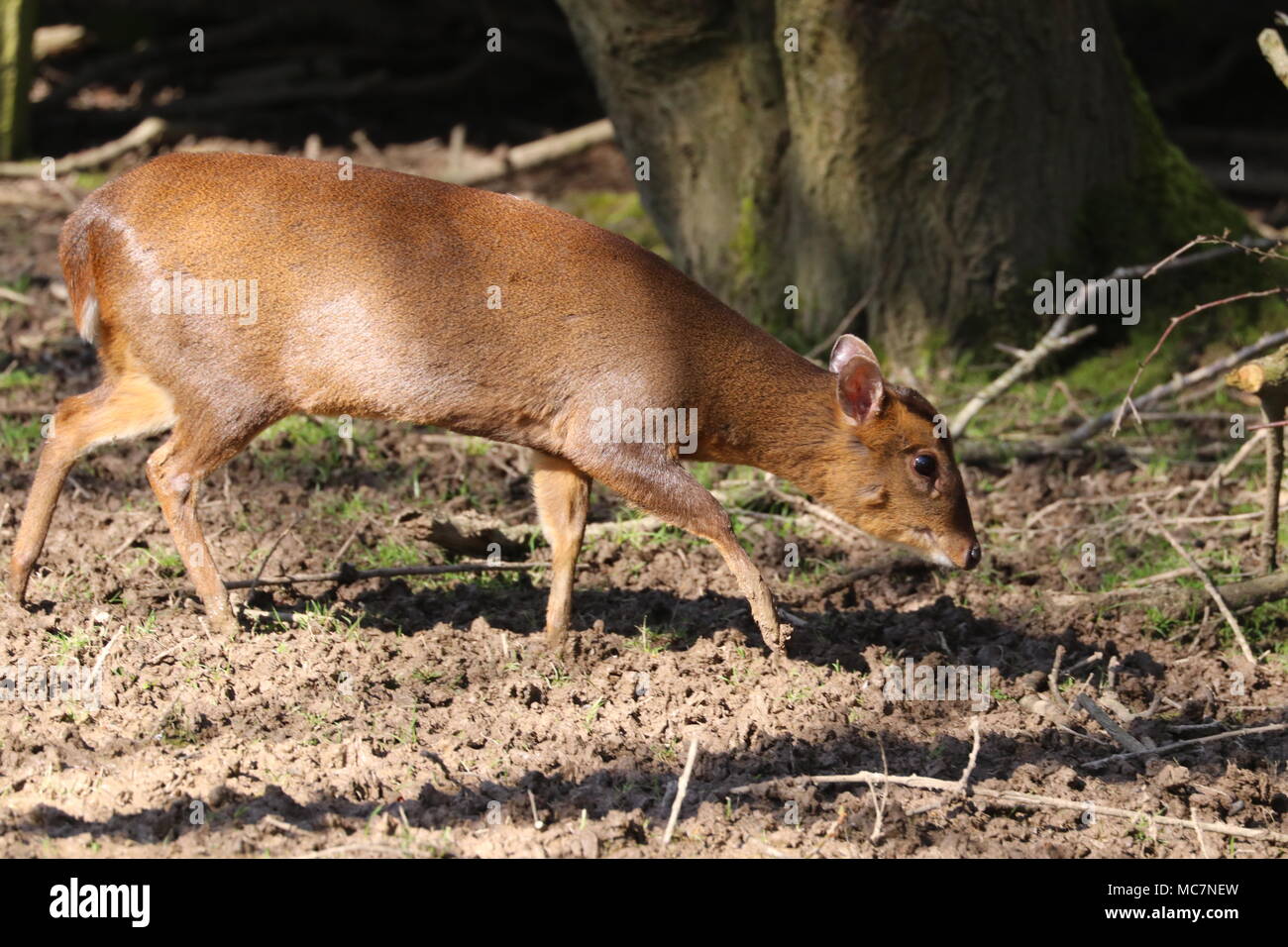 Mastreani High Resolution Stock Photography and Images - Alamy