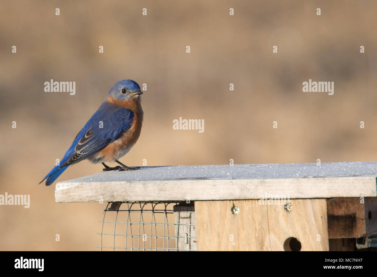 Eastern bluebird nest box hi-res stock photography and images - Alamy