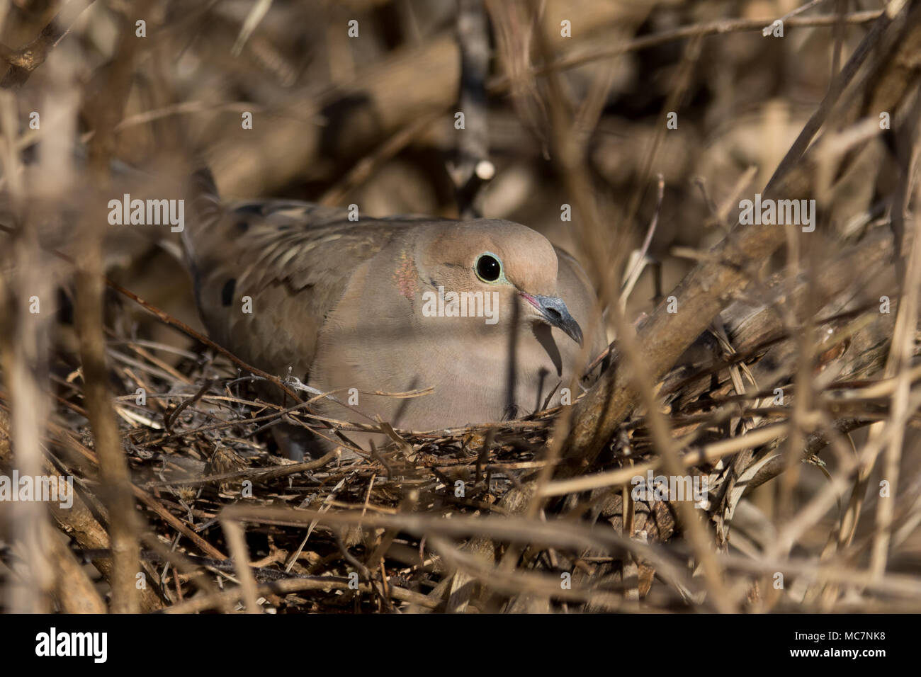 Mourning dove on nest hi-res stock photography and images - Alamy