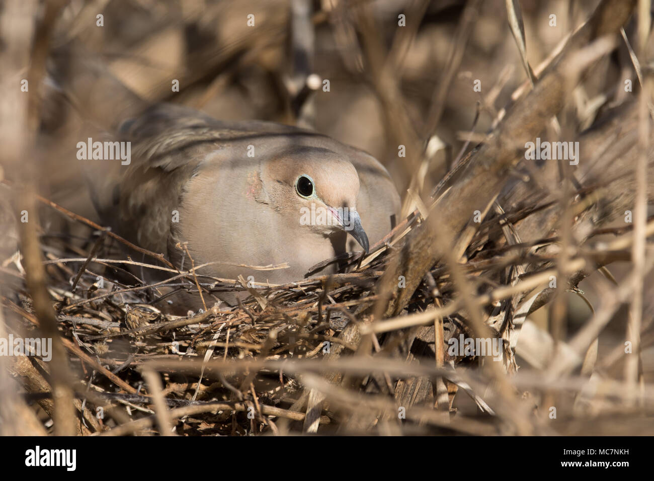 Mourning Dove on nest Stock Photo - Alamy