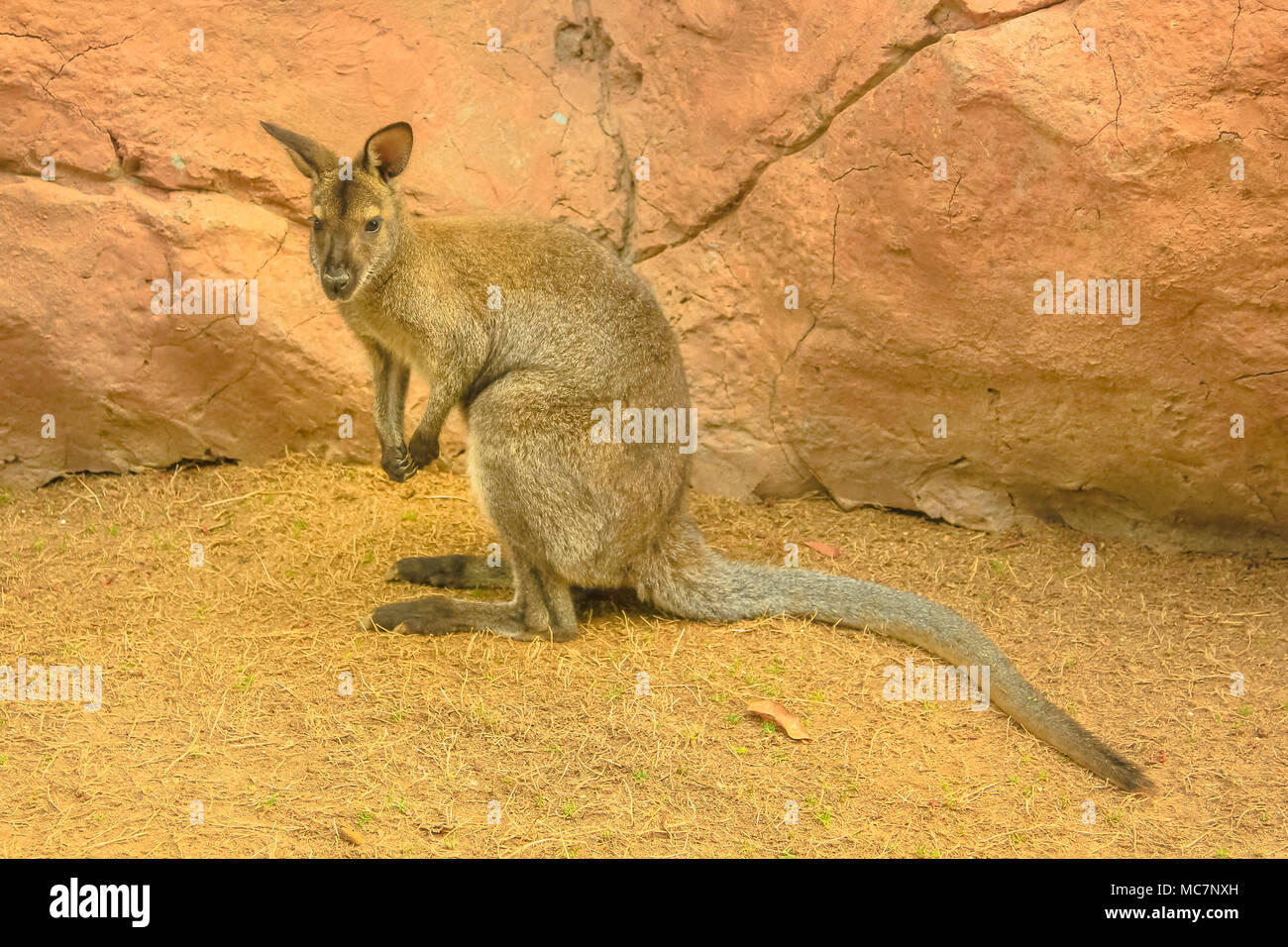 Australian Wallaby, Macropus Rufogriseus, side view on stone sand ...