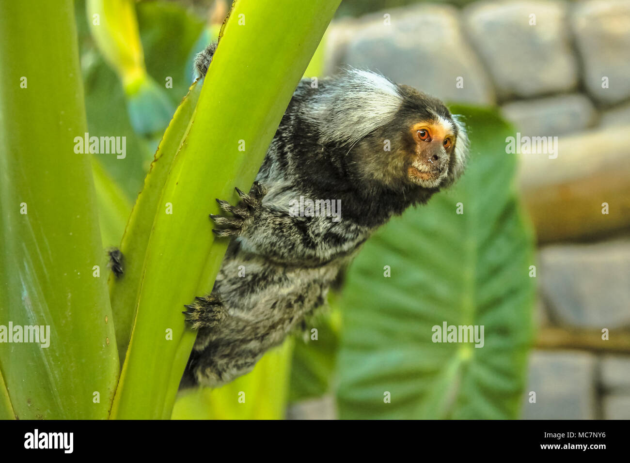 Common marmoset Monkey. New World monkey in the forest, Callithrix ...