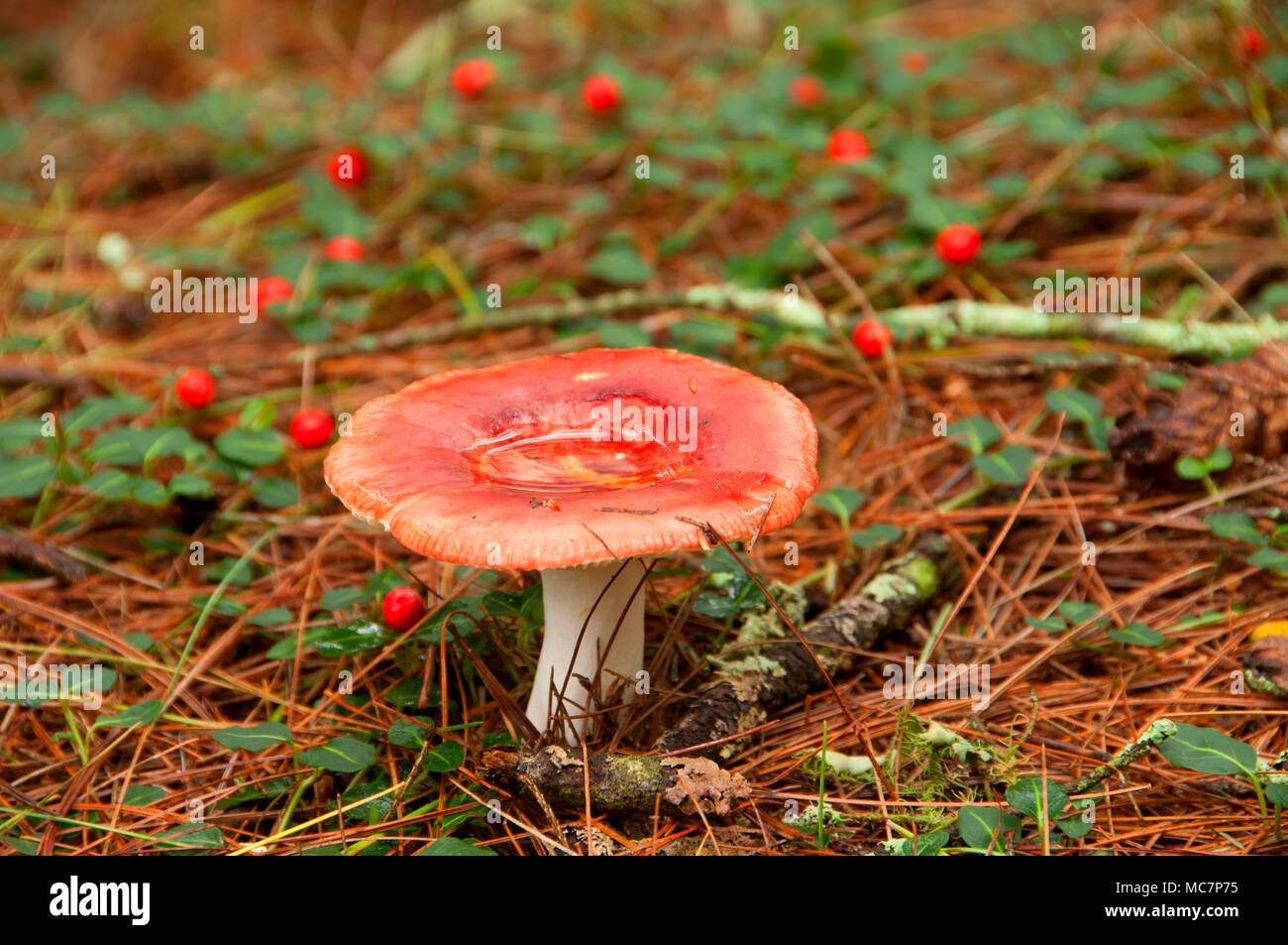 Pachaug Trail High Resolution Stock Photography and Images - Alamy
