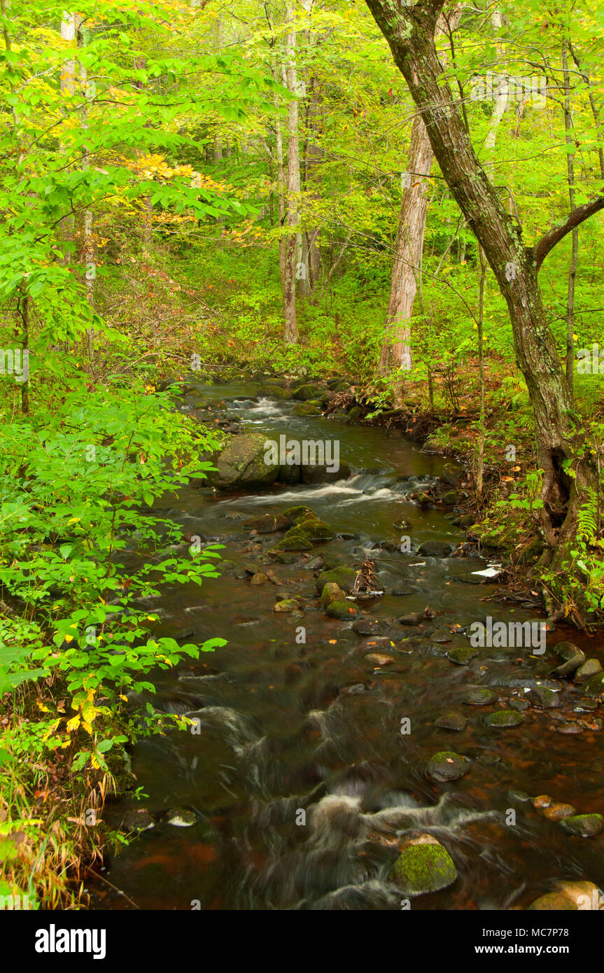 Lowden Brook, Pachaug State Forest, Connecticut Stock Photo - Alamy