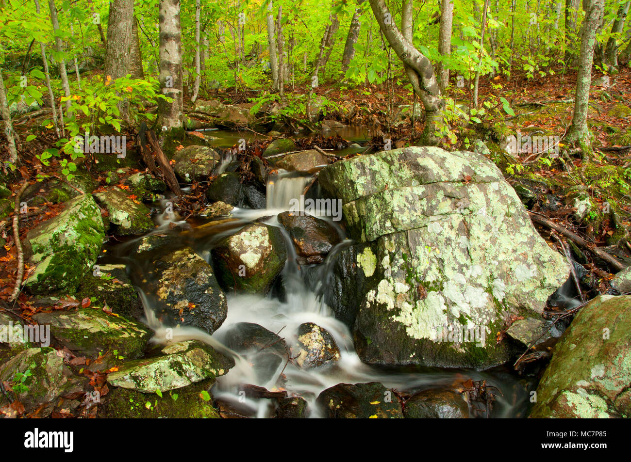 Inflow creek along Green Fall Pond Loop, Pachaug State Forest ...