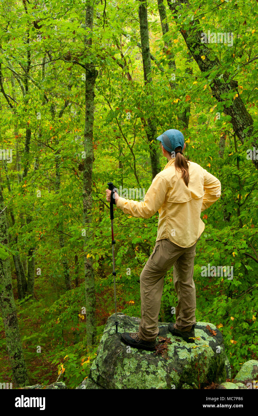 View along Nehantic Trail, Pachaug State Forest, Connecticut Stock ...