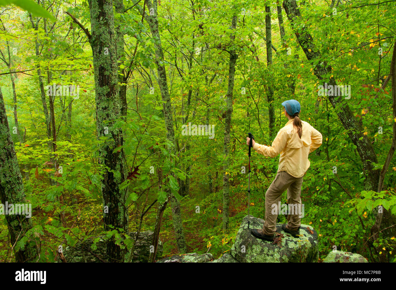 View along Nehantic Trail, Pachaug State Forest, Connecticut Stock ...