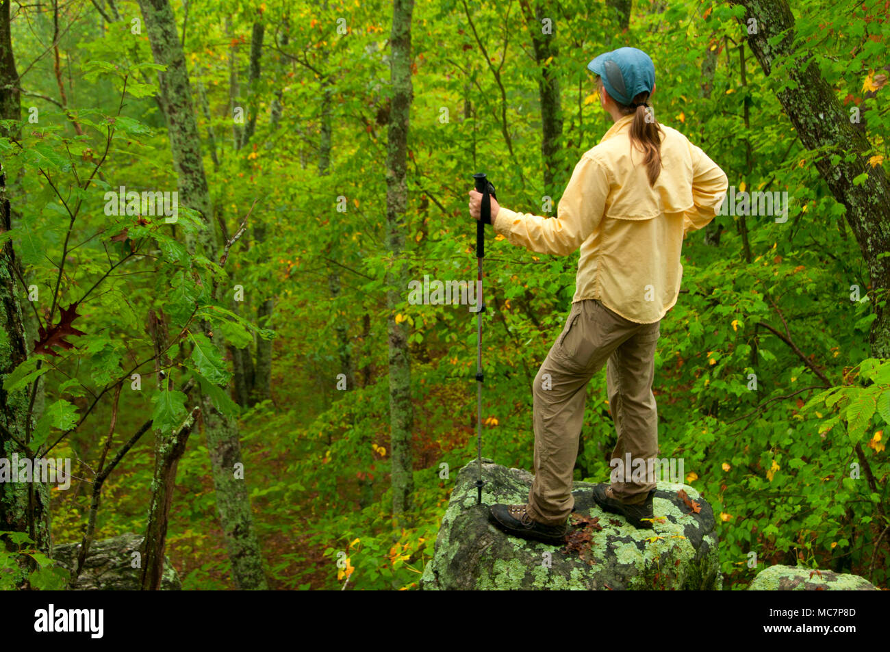 View along Nehantic Trail, Pachaug State Forest, Connecticut Stock ...