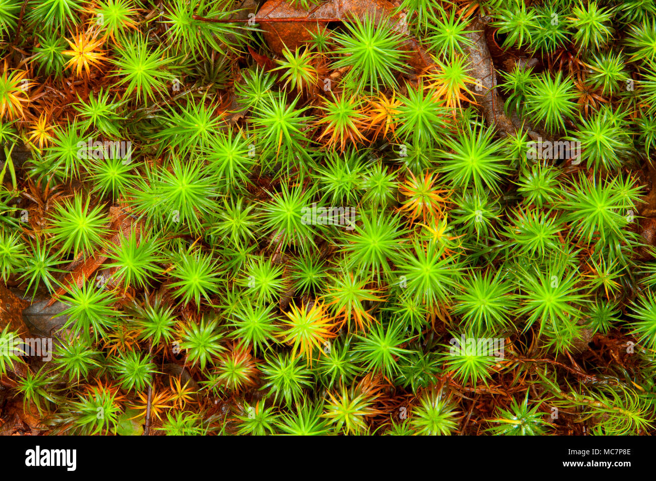 Moss, Pachaug State Forest, Connecticut Stock Photo - Alamy