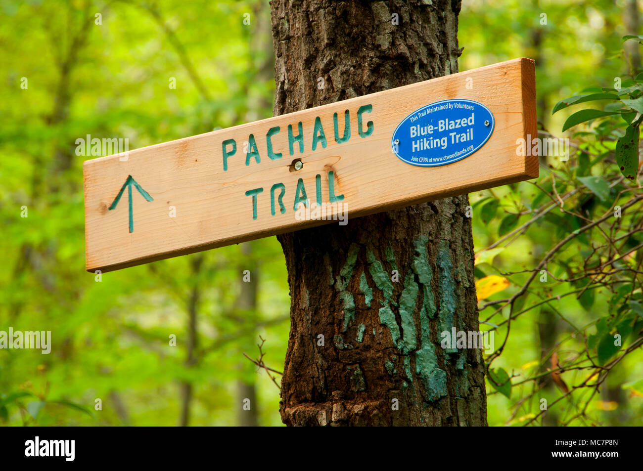 Pachaug Trail sign, Pachaug State Forest, Connecticut Stock Photo - Alamy