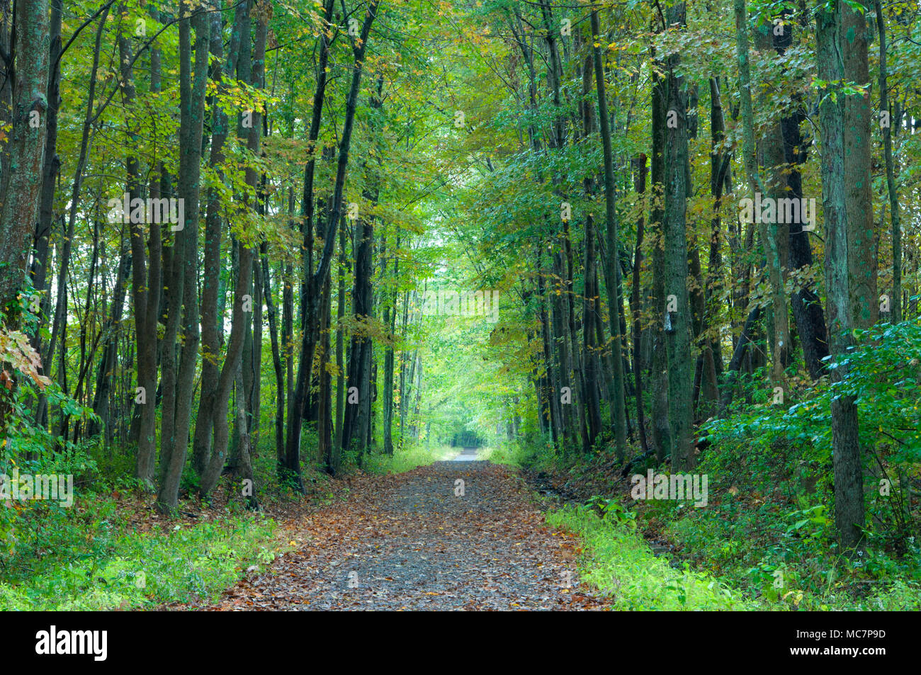 Air Line Trail, Air Line State Park Trail, Connecticut Stock Photo - Alamy