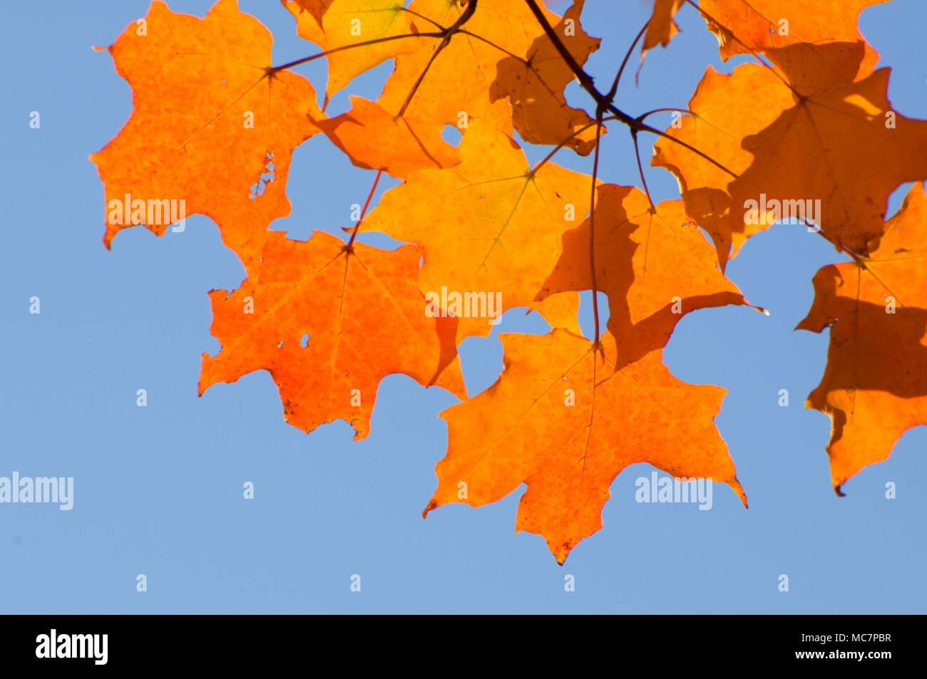 Autumn sugar maple leaves, Berlin, Connecticut Stock Photo - Alamy