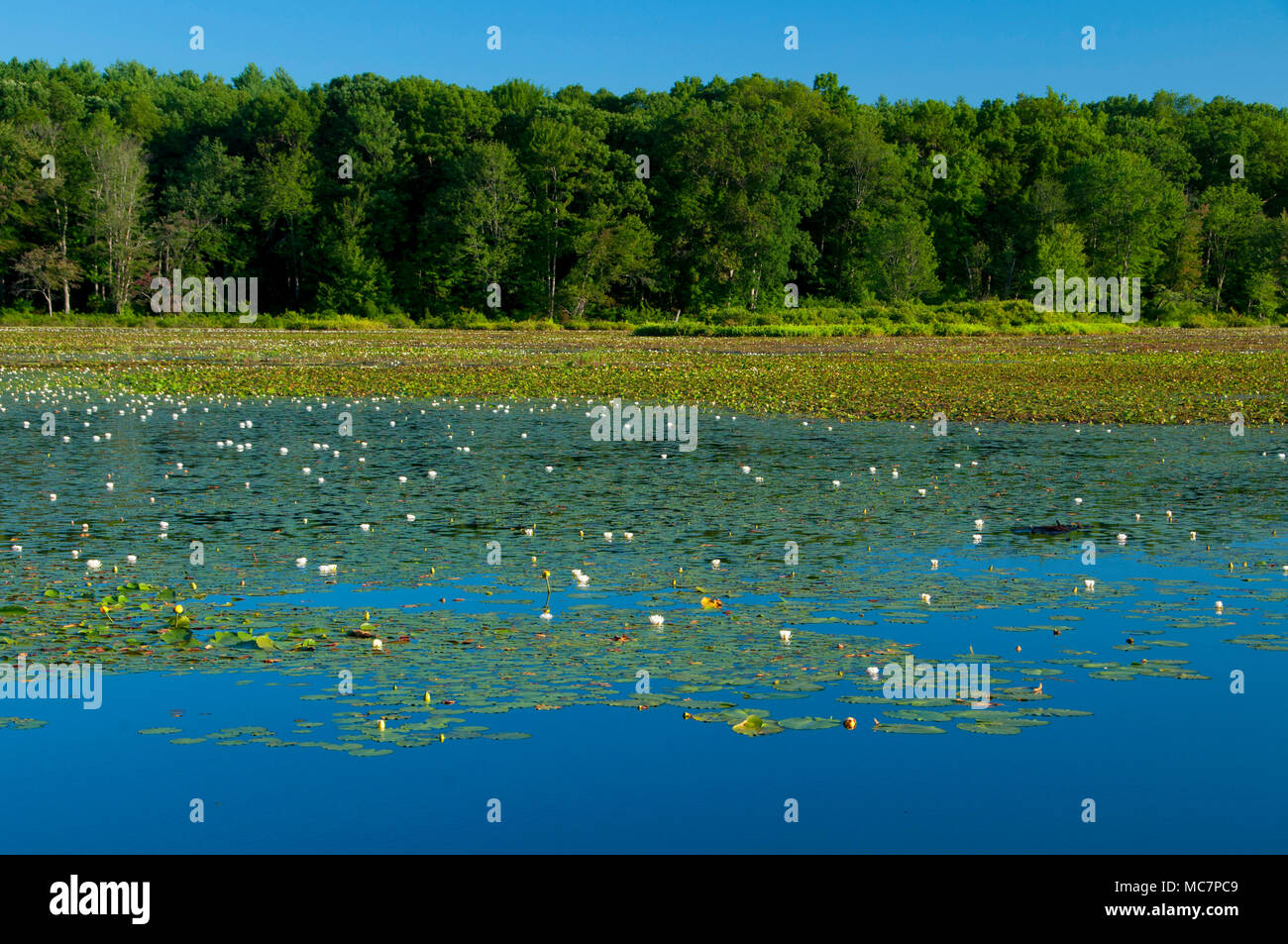 Great Pond, Great Pond State Forest, Simsbury, Connecticut Stock Photo ...