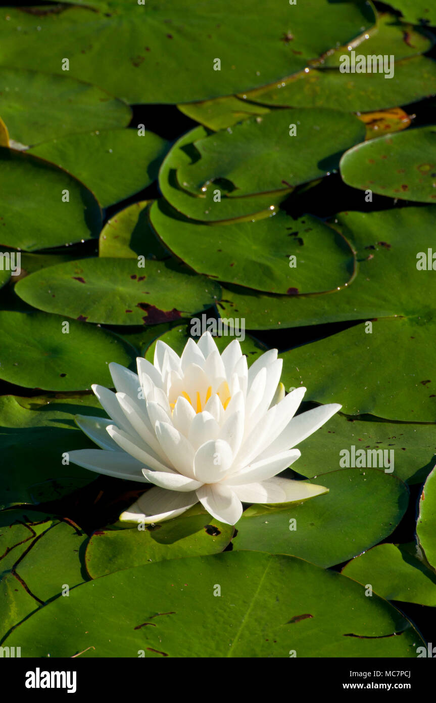 Water lilies on Great Pond, Great Pond State Forest, Connecticut Stock ...