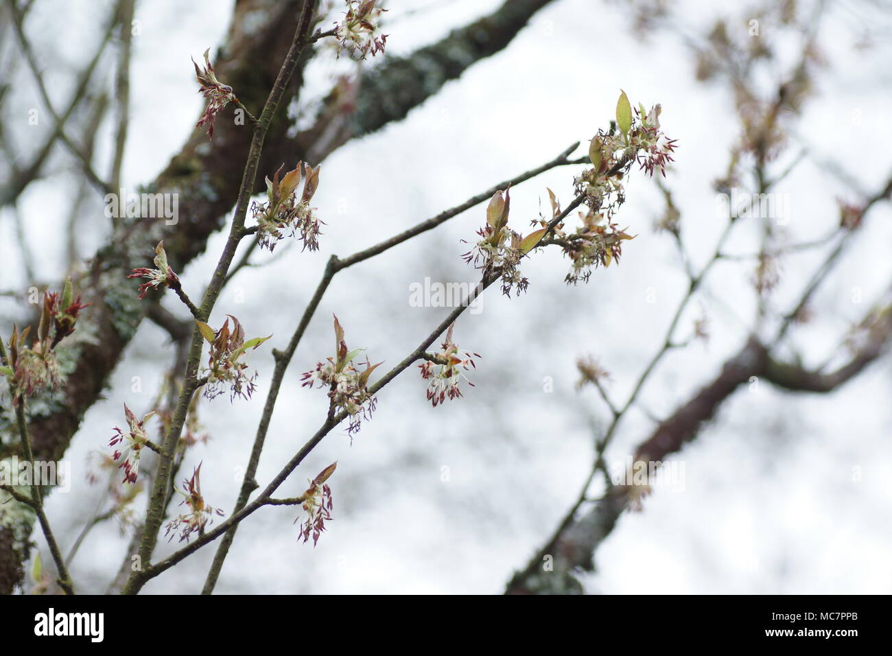 The unusual flowers of Euptelea polyandra Stock Photo - Alamy