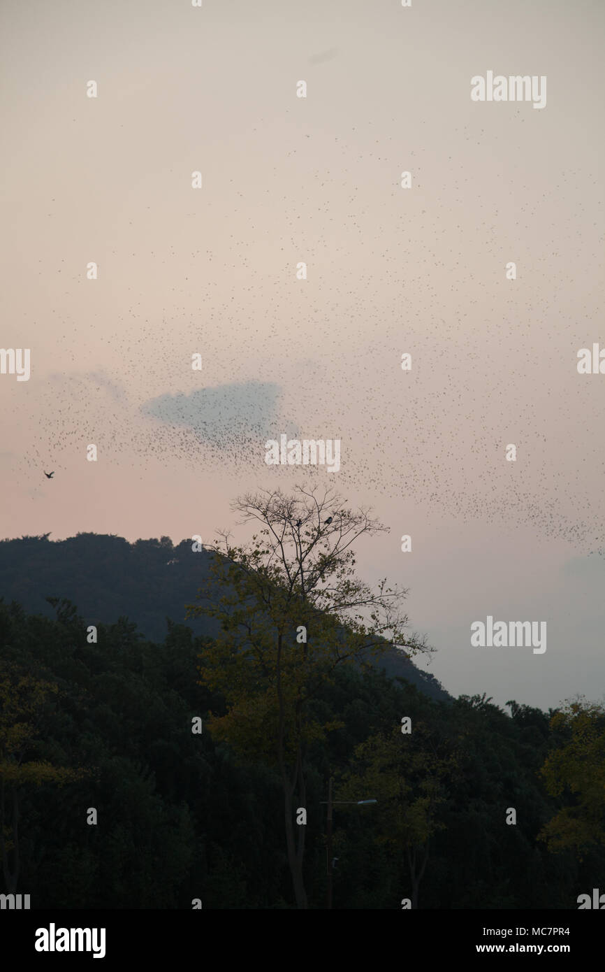 Group of crows hi-res stock photography and images - Alamy