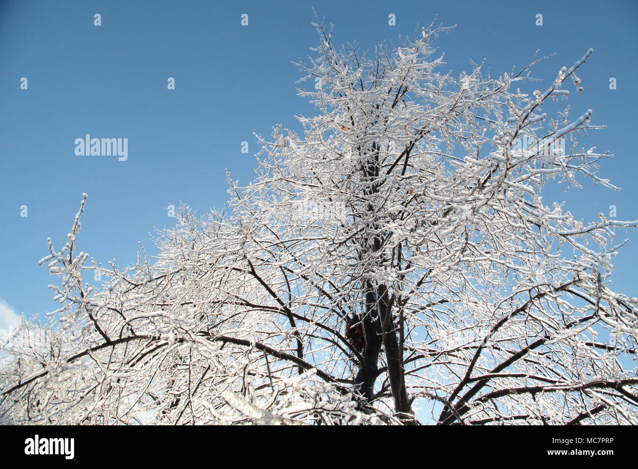 Freezing rain, ice storm in Toronto, 2013 Stock Photo - Alamy