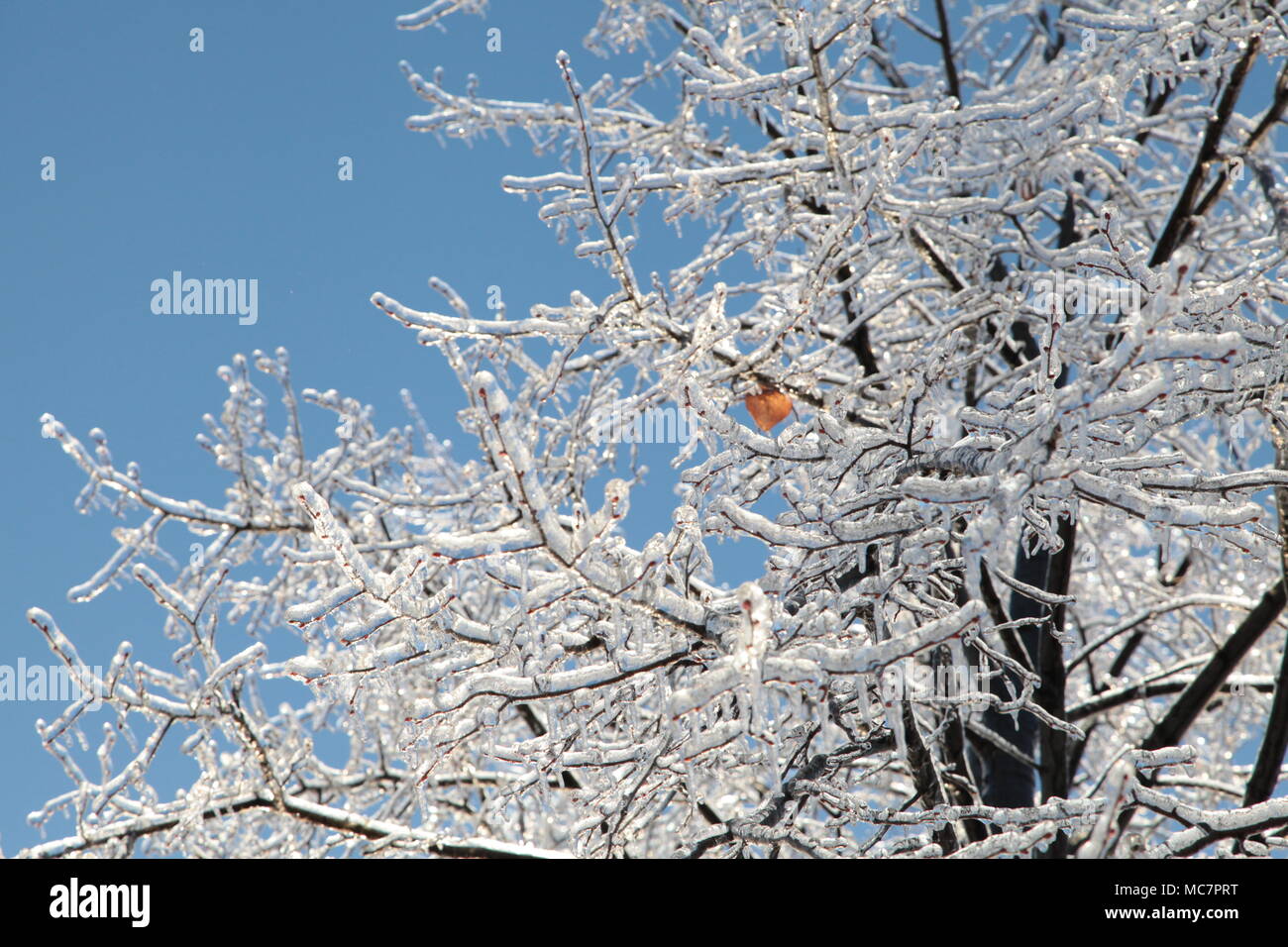 Freezing rain, ice storm in Toronto, 2013 Stock Photo - Alamy