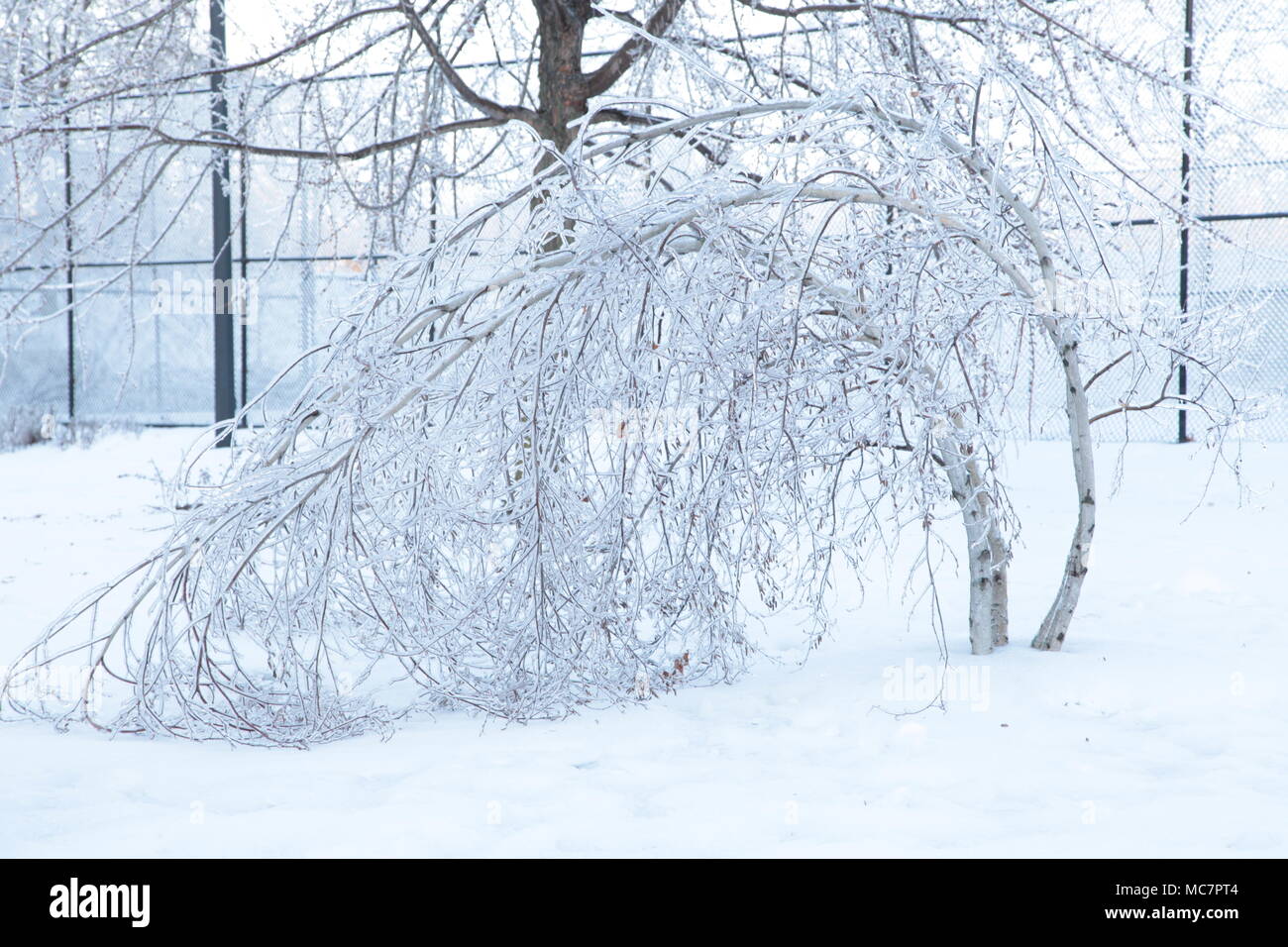 Freezing rain, ice storm in Toronto, 2013 Stock Photo - Alamy