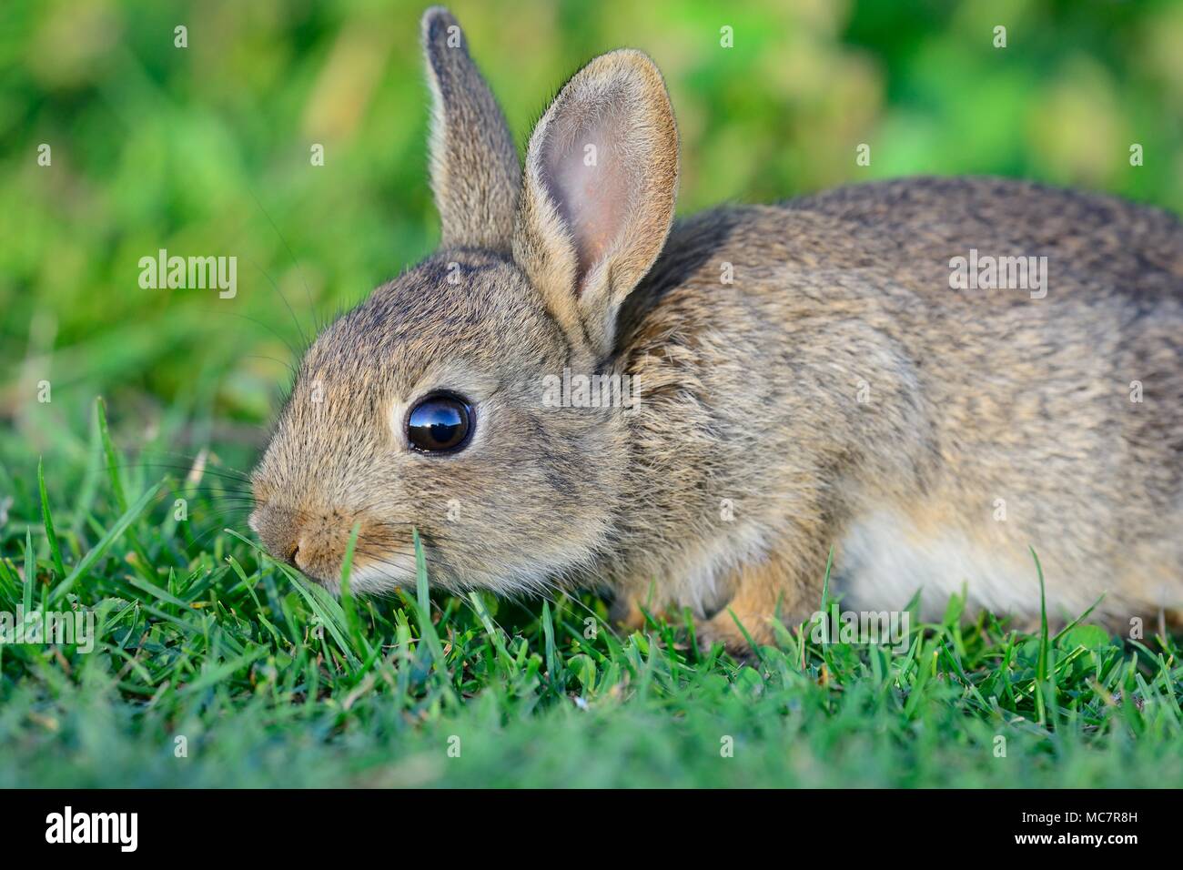 Rabbit grazing hi-res stock photography and images - Alamy