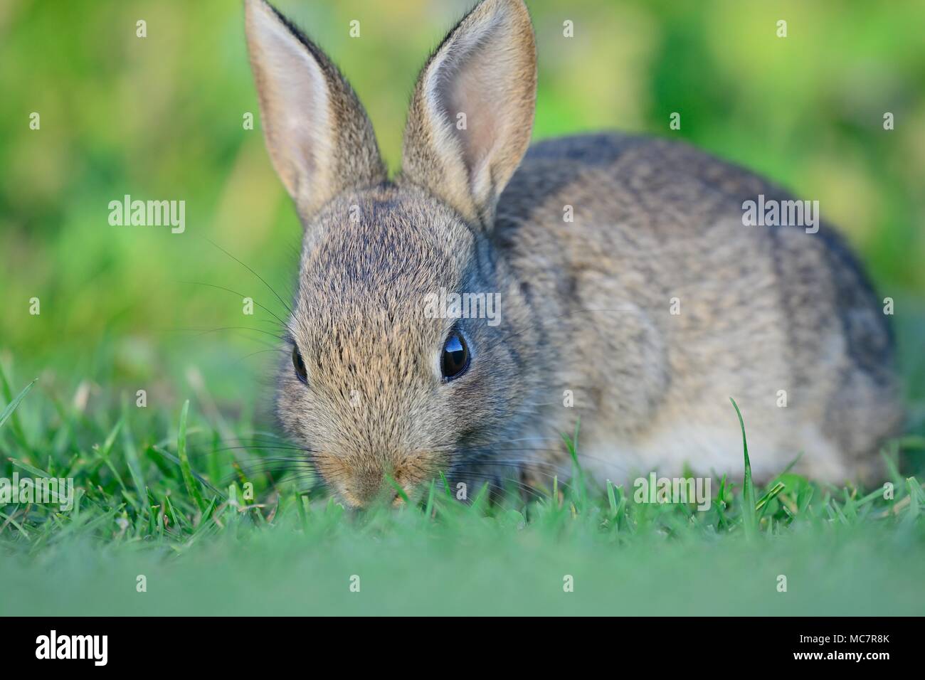 Grazing young rabbit hi-res stock photography and images - Alamy