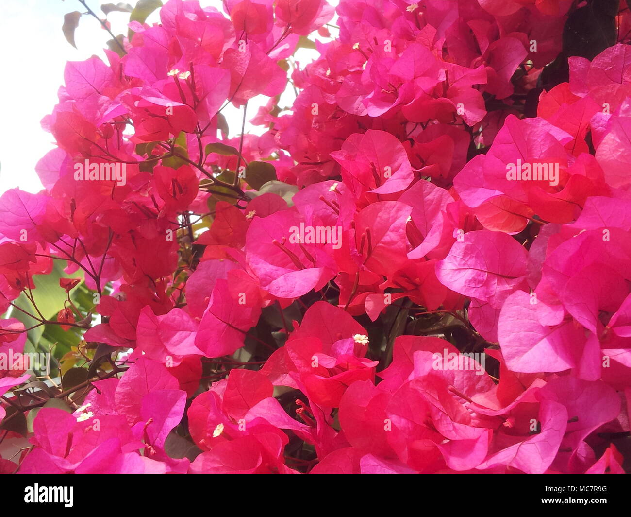 Trinitaria High Resolution Stock Photography and Images - Alamy
