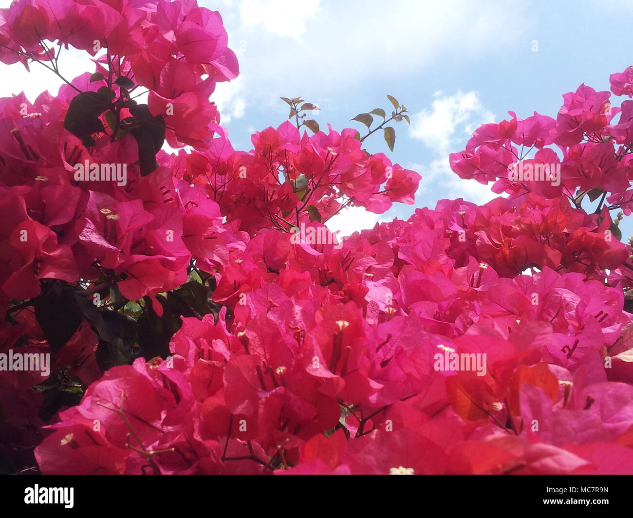 Trinitaria High Resolution Stock Photography and Images - Alamy