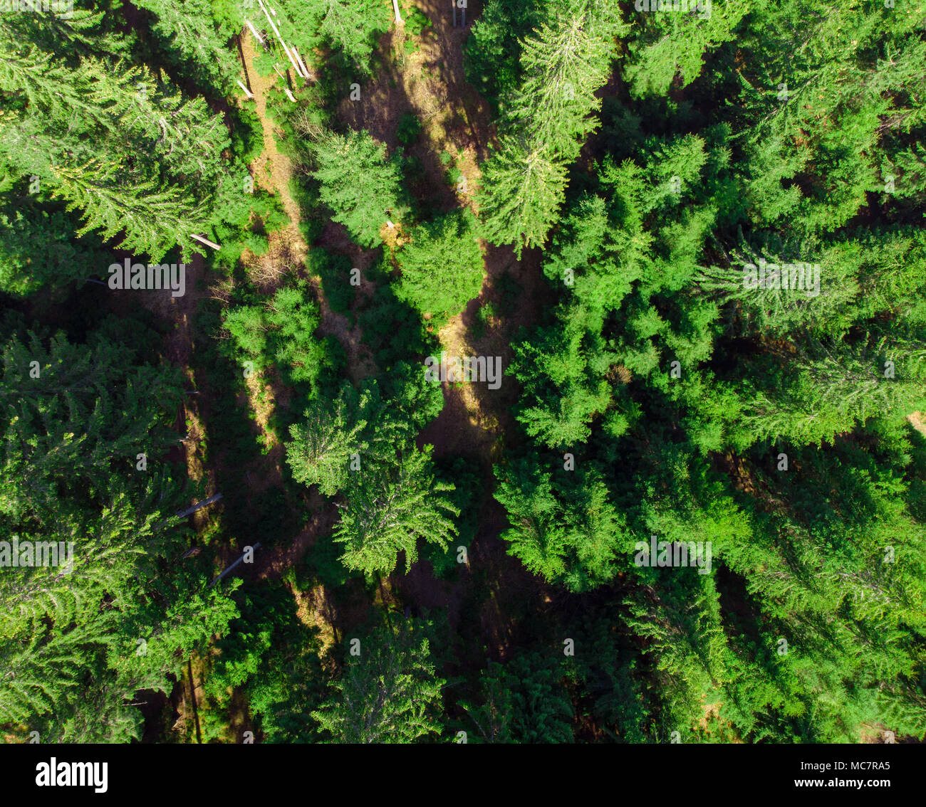 aerial view of green and fresh forest Stock Photo - Alamy