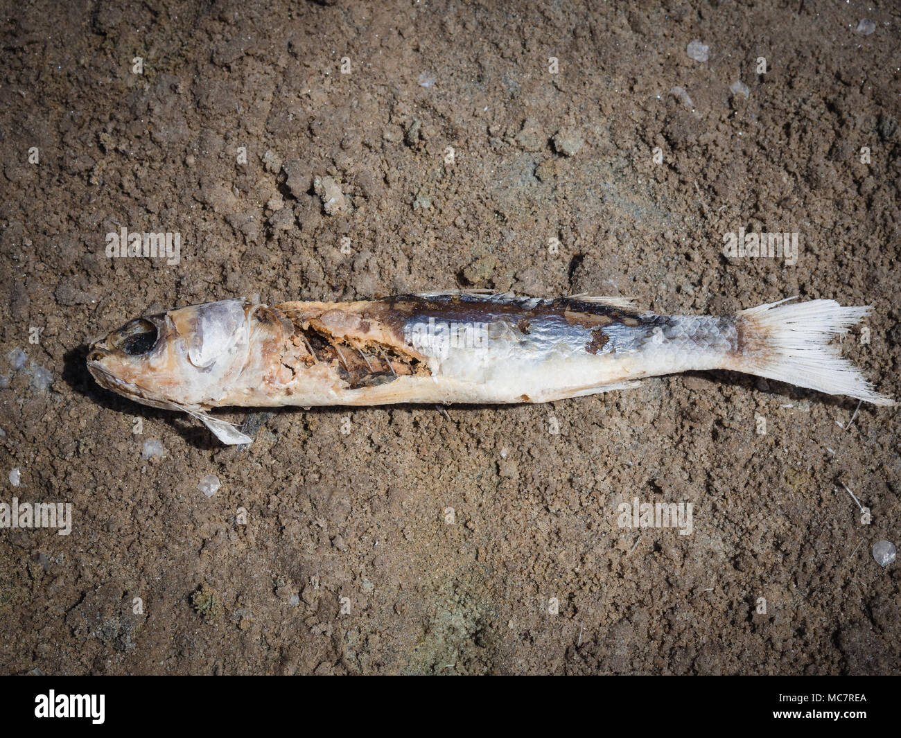 Dead fish due to the drought that has dried up a lake Stock Photo - Alamy