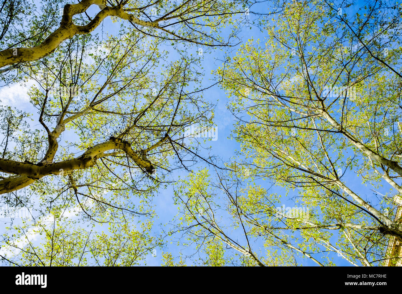 Looking up at the canopy of London Plane trees on Las Ramblas in ...