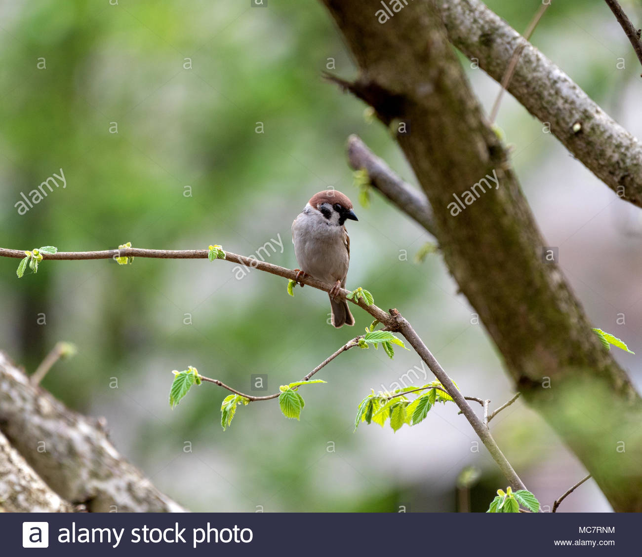 Tree Sparrow Flying Montanus Stock Photos & Tree Sparrow Flying ...