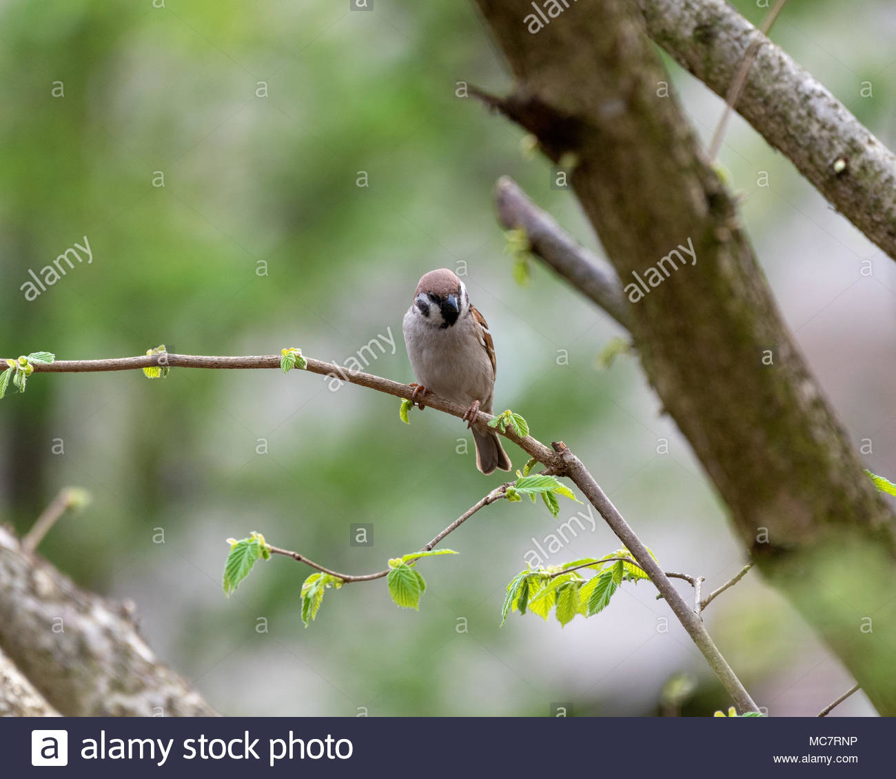 Tree Sparrow Flying Montanus Stock Photos & Tree Sparrow Flying ...