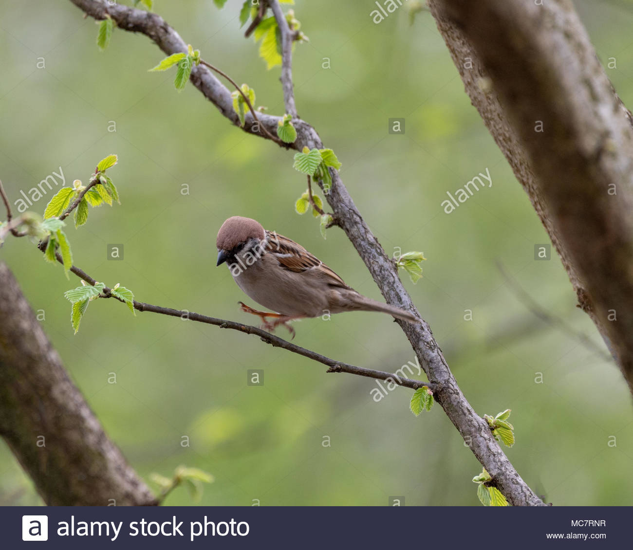 Tree Sparrow Flying Montanus Stock Photos & Tree Sparrow Flying ...
