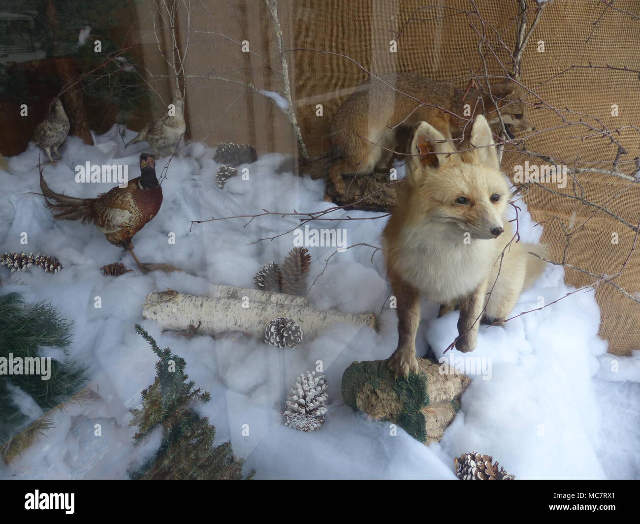 Stuffed animals on display hi-res stock photography and images - Alamy