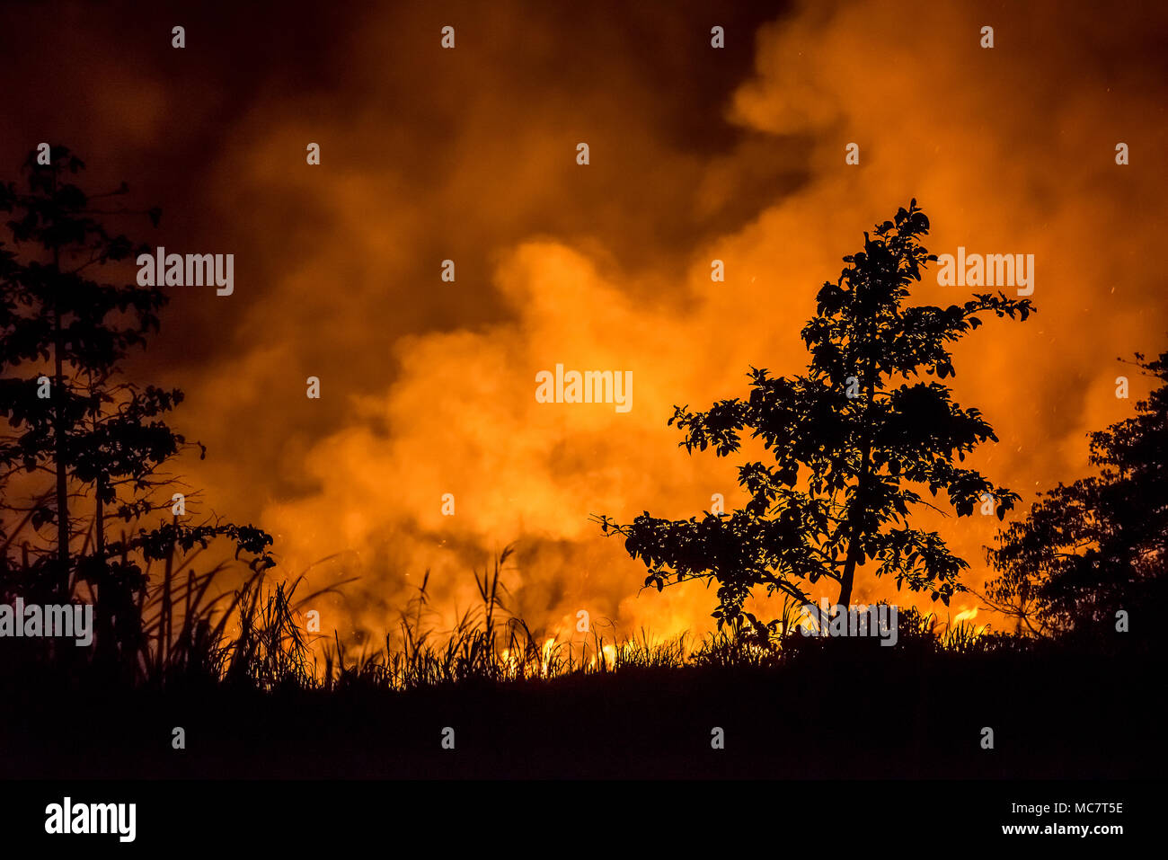 Papua new guinea deforestation hi-res stock photography and images - Alamy