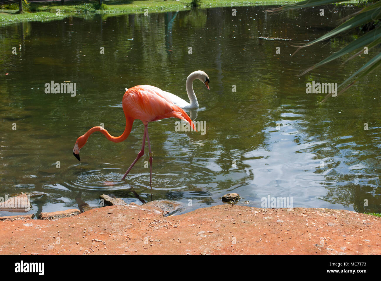 Flamingos and swans in tropical garden close up. Wild pink flamingos ...