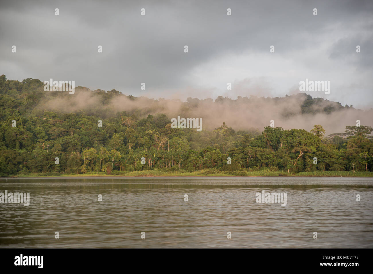 Morning mist on the rainforest around Wagu Lake, Upper Sepik, Papua New ...