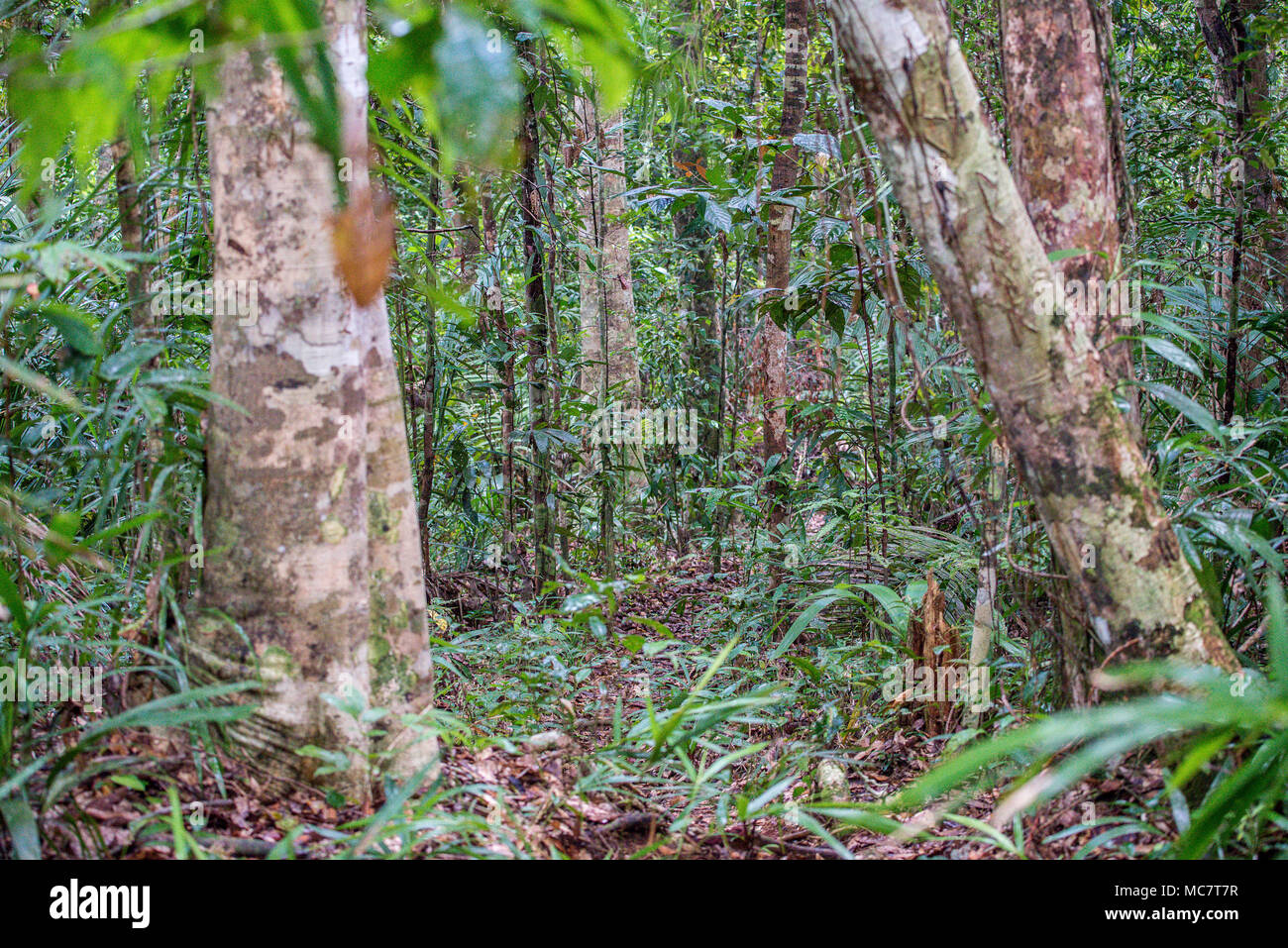 Rainforest around Wagu lake, Upper Sepik, Papua New Guinea Stock Photo ...