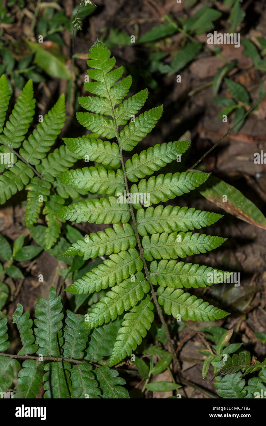 Copper Shield Fern Stock Photos & Copper Shield Fern Stock Images - Alamy