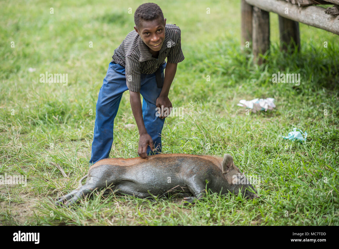 A boy scratching a lying down pig, Insect People village of Swagup ...
