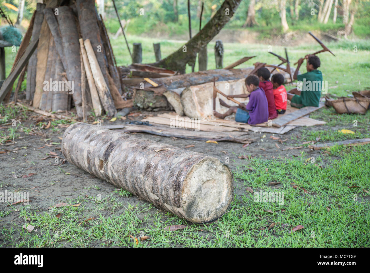 Boys of the Insect People scraping a sago palm trunk, Swagup village ...