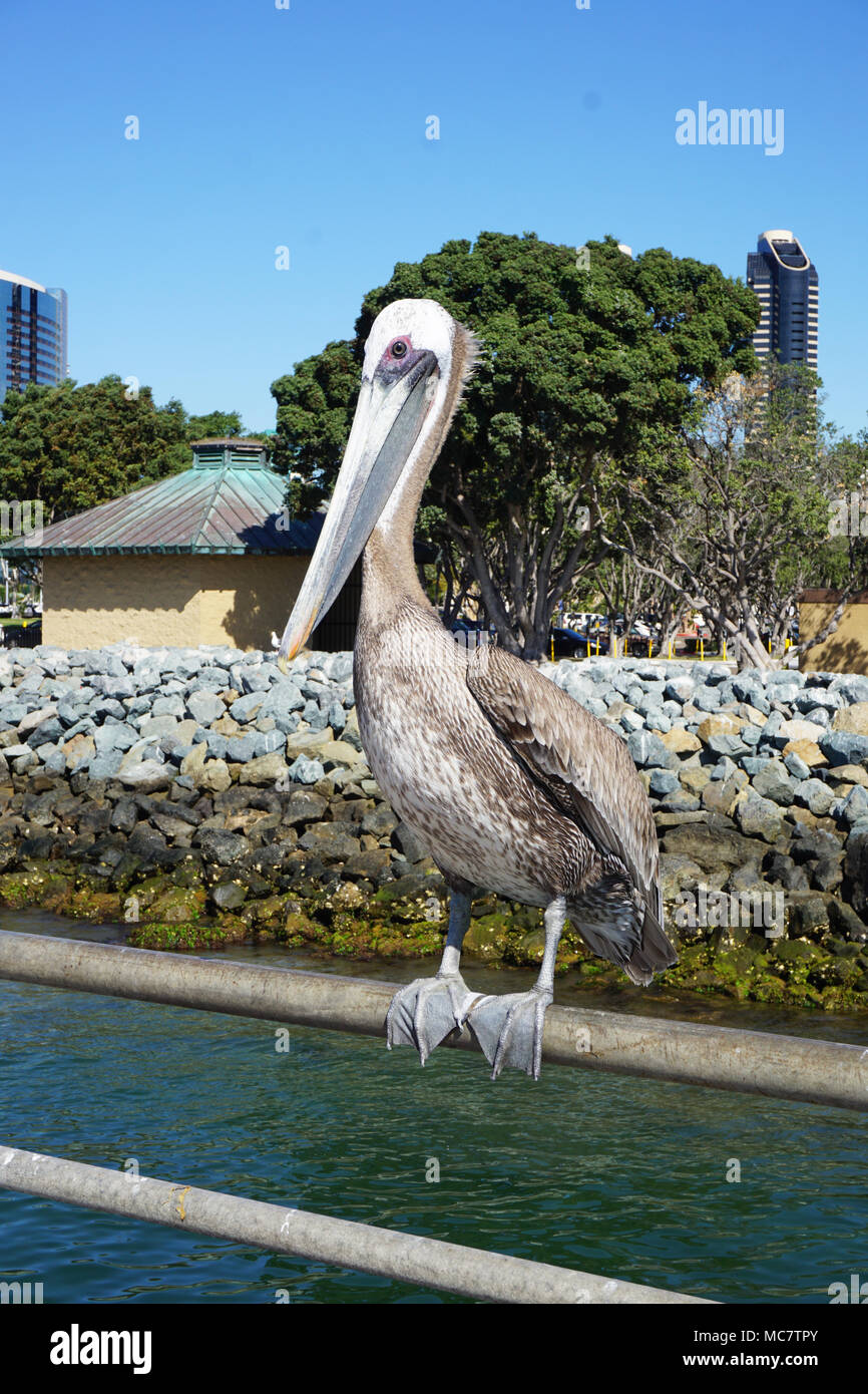 Great white pelican sitting on hi-res stock photography and images - Alamy