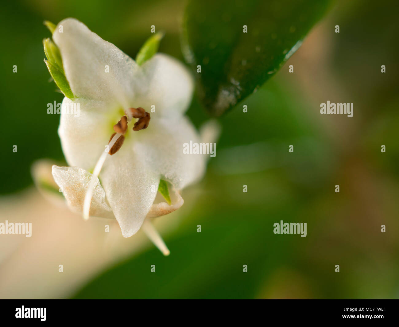 Fukien tea hi-res stock photography and images - Alamy