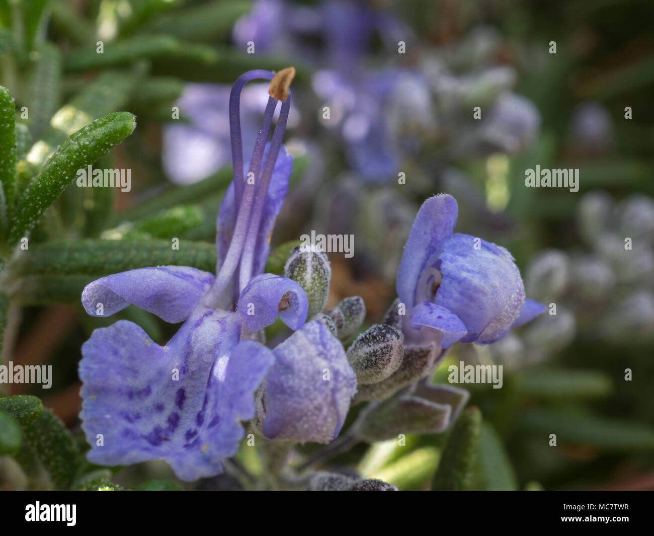 Blooms description hi-res stock photography and images - Alamy