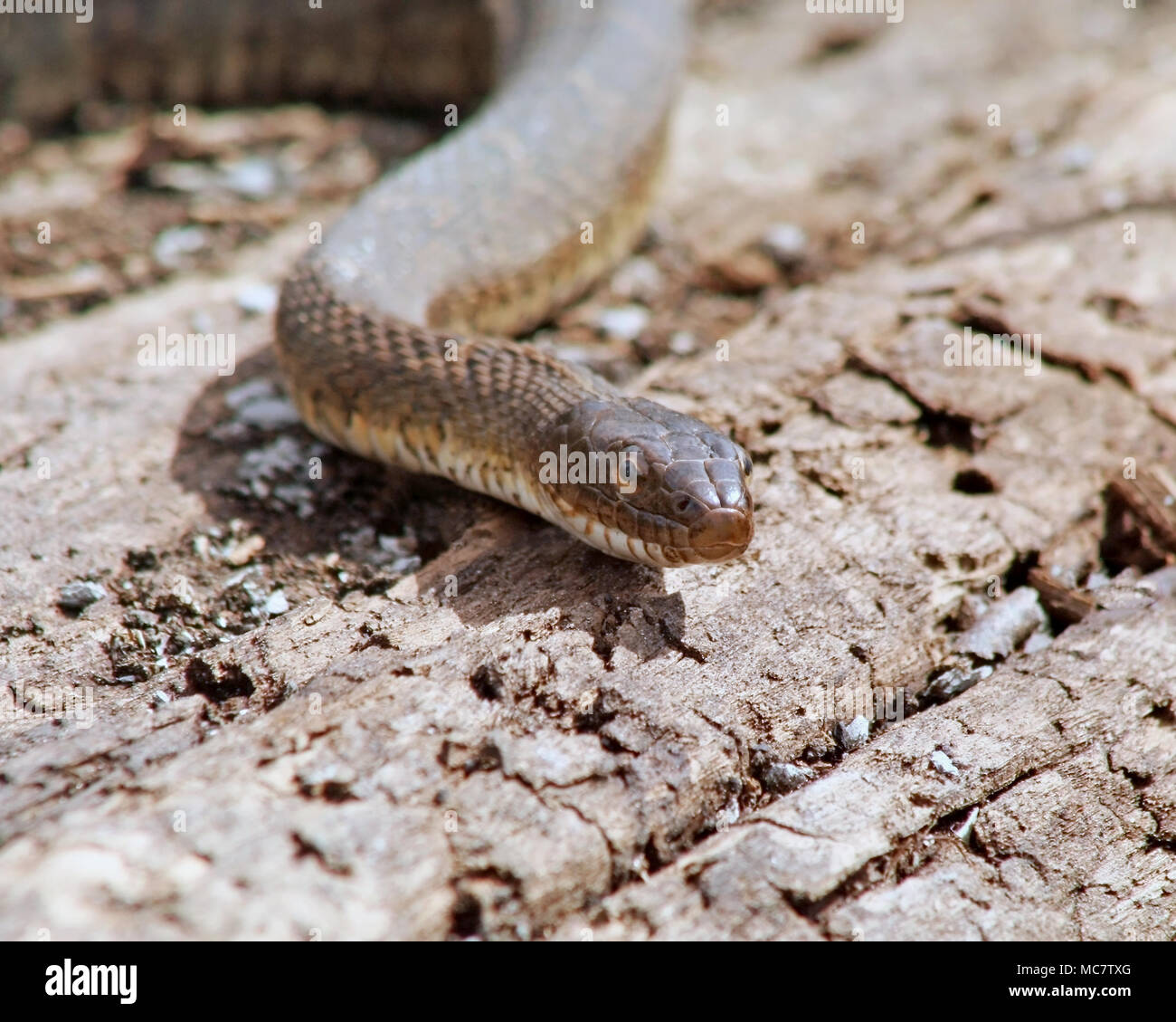 WATER Snake slithering across the ground Stock Photo - Alamy