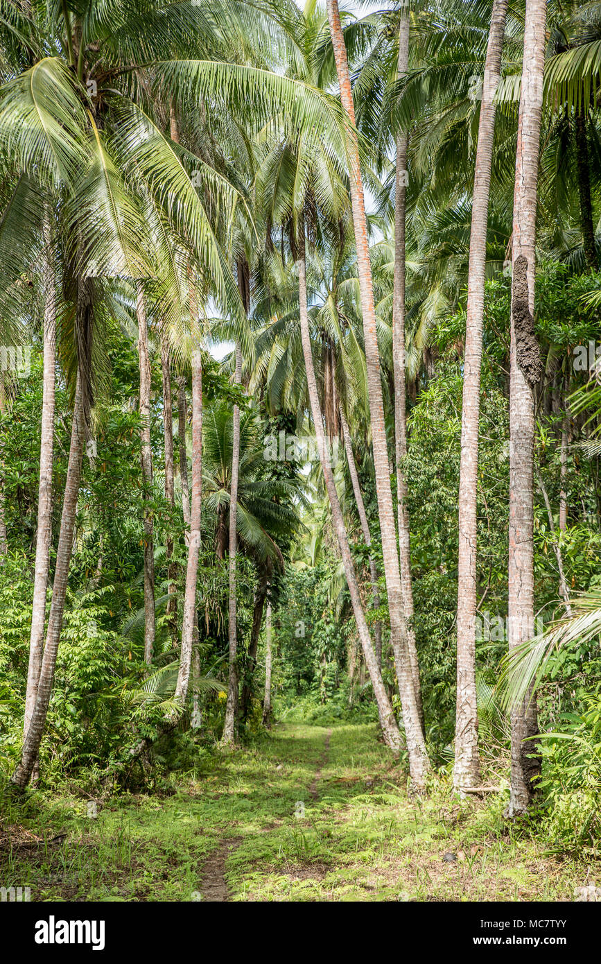 A path in the rainforest among high palm trees, Mushu Island, Papua New ...