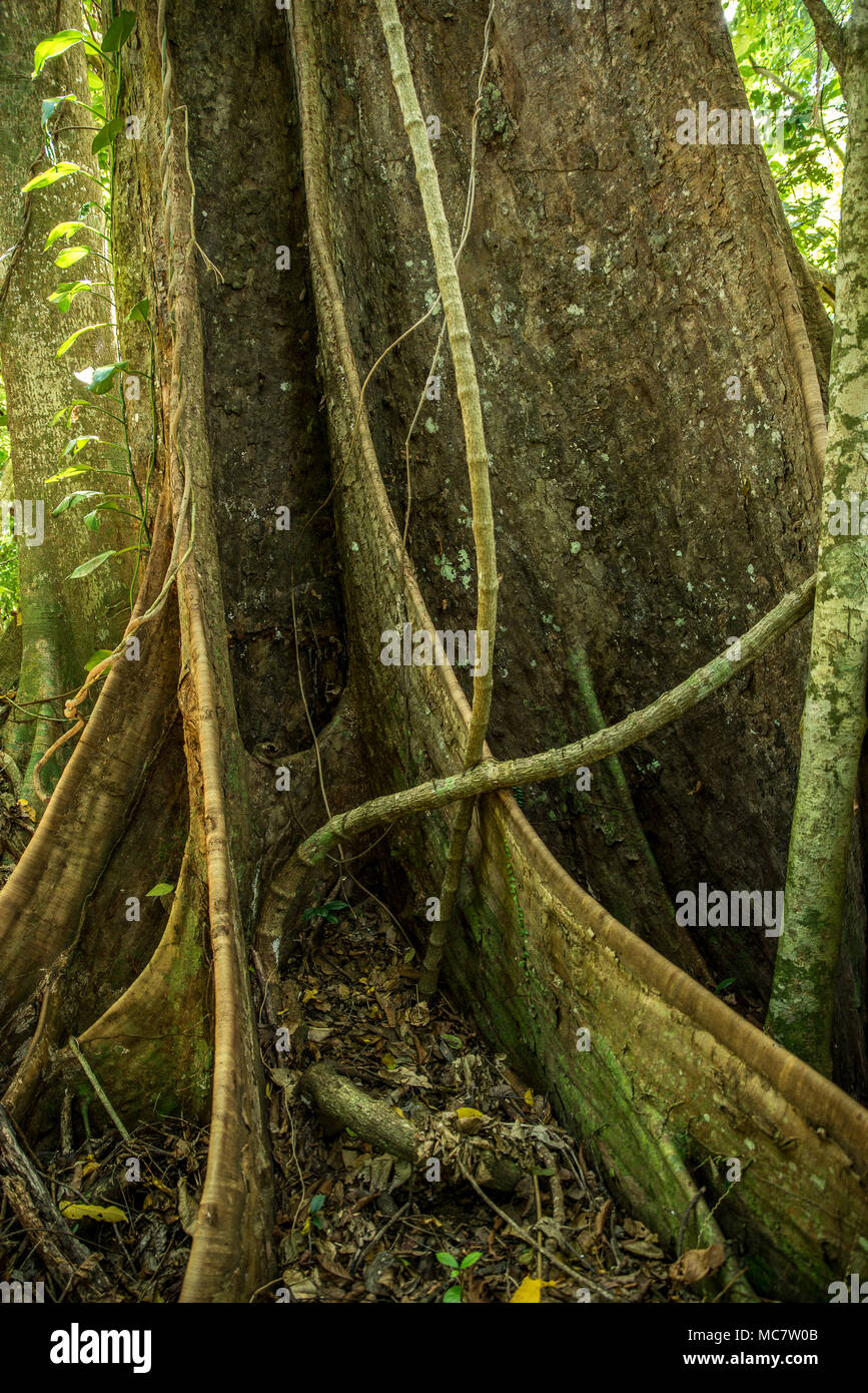Buttress roots of a rainforest tree, Mushu Island, Papua New Guinea ...