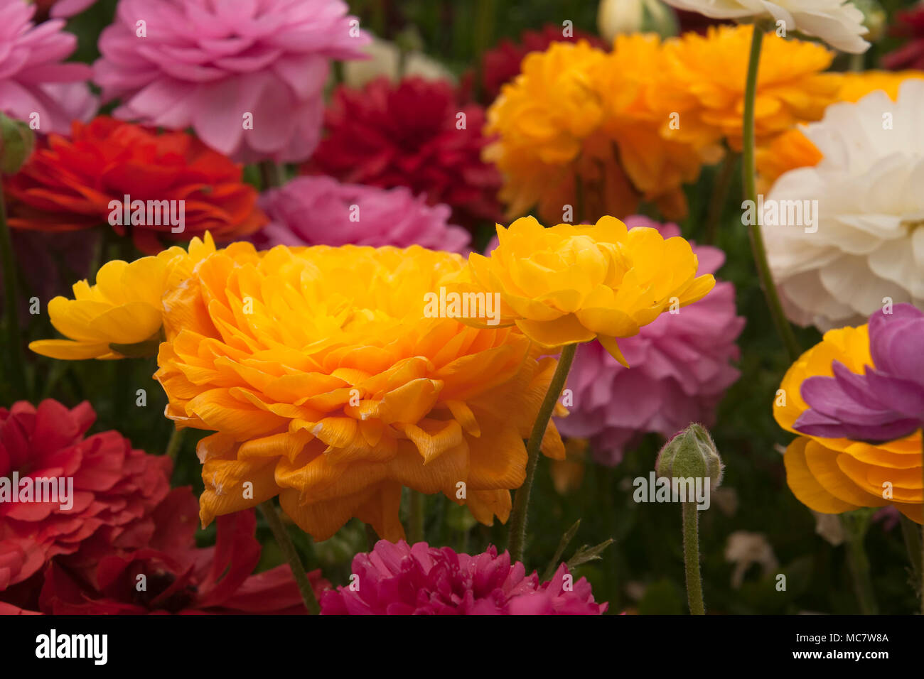 Sydney Australia, spring garden scene with colorful ranunculus flowers ...