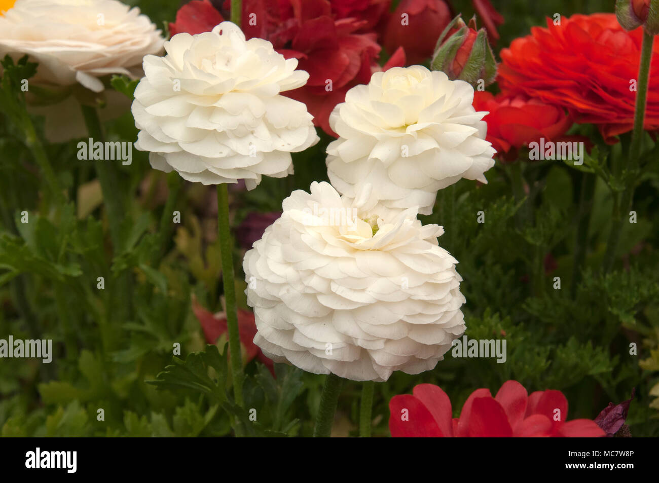 Sydney Australia, white and red ranunculus flowers Stock Photo - Alamy